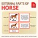 MAMMALS Zoology Unit Study Parts of Horse Montessori Nomenclature 5 ...