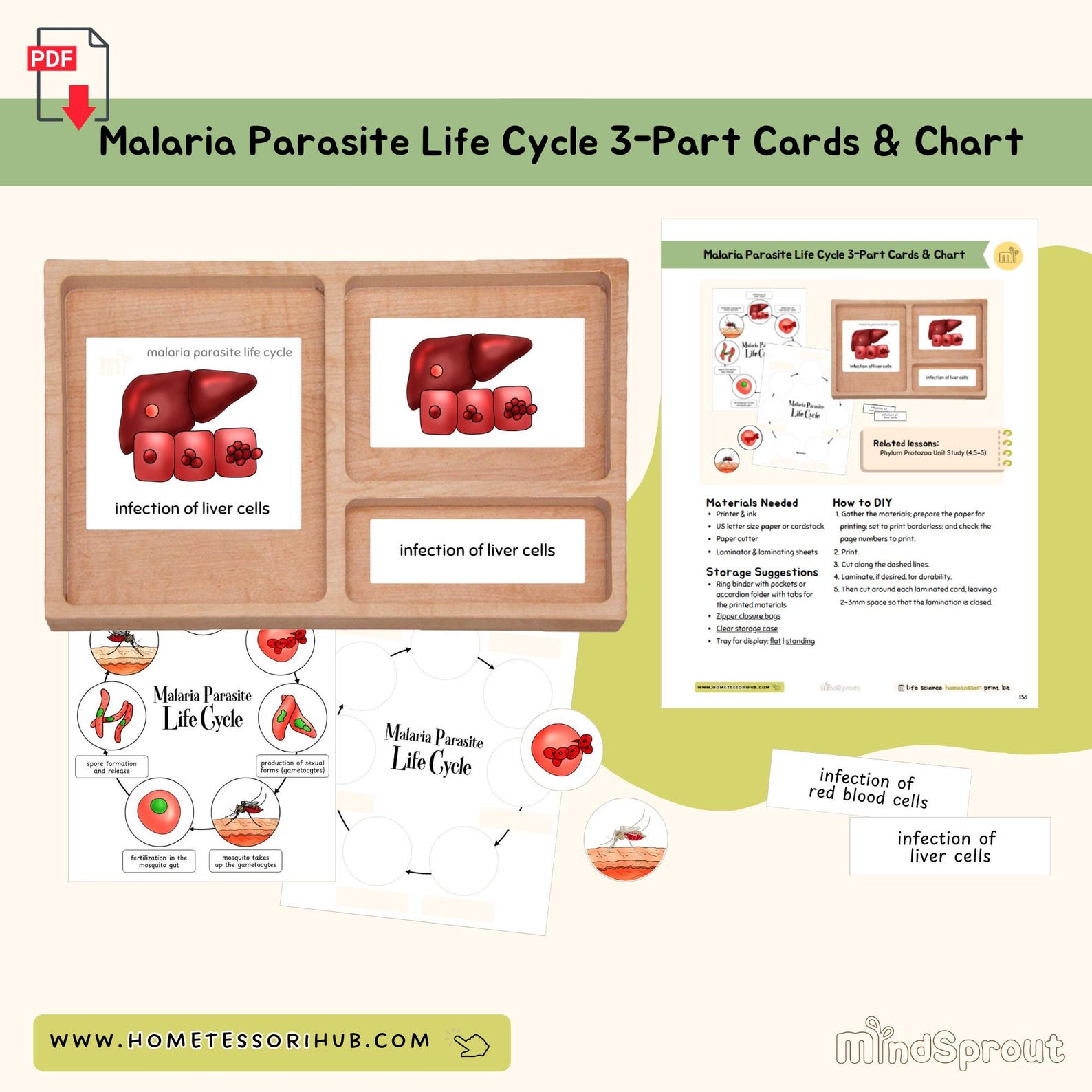 Malaria Life Cycle 3-part Cards & Chart Miscellaneous Montessori ...