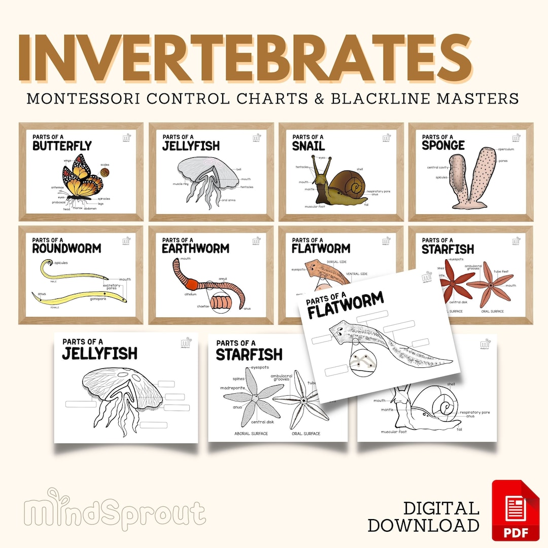 Montessori Zoology INVERTEBRATES Control Chart Blackline Masters ...
