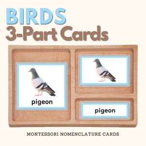BIRDS Zoology Unit Study Parts of Birds Montessori Nomenclature 5-part ...