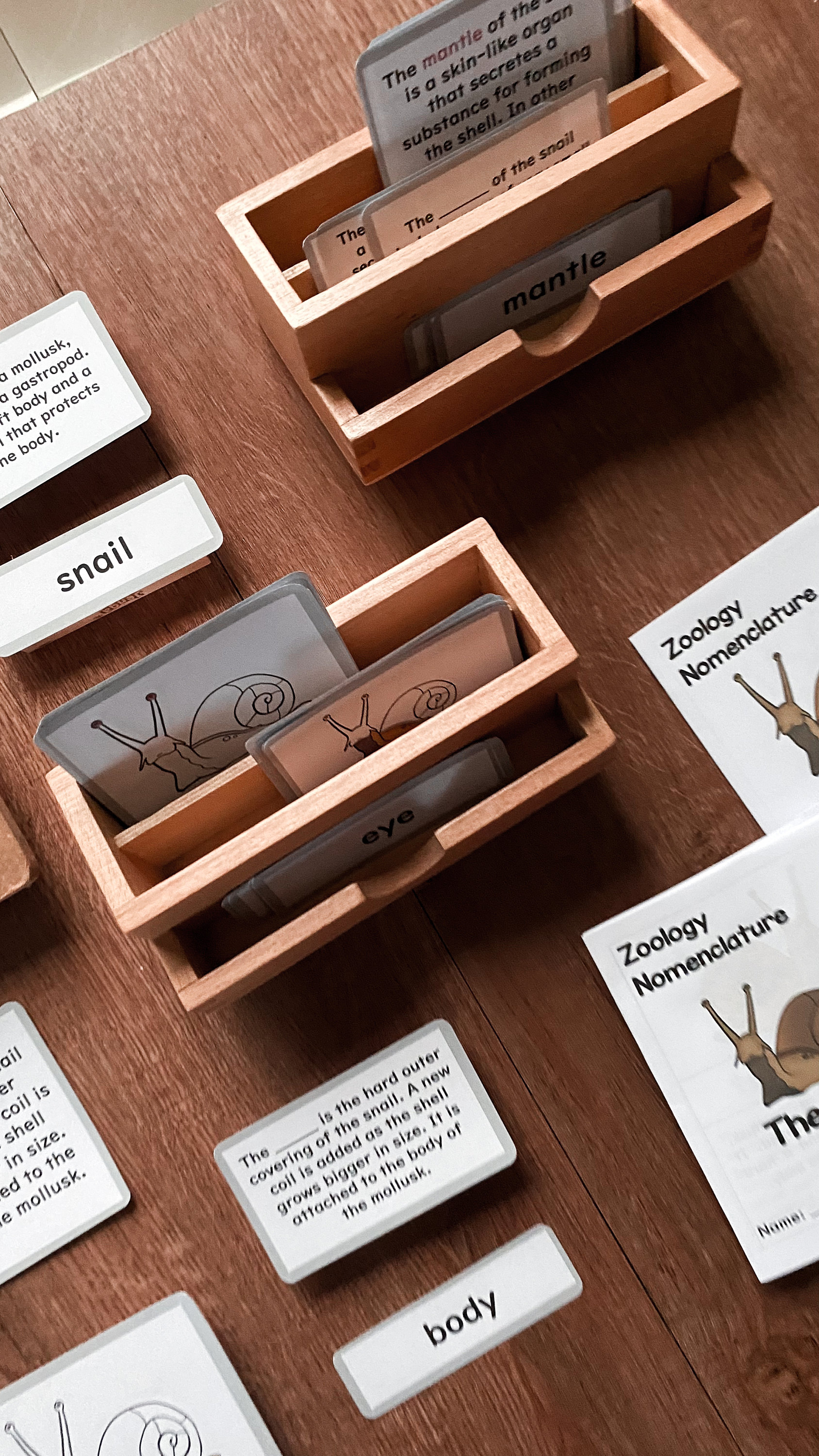 MOLLUSKS Zoology Unit Study Parts of Snail Montessori Nomenclature 5 ...