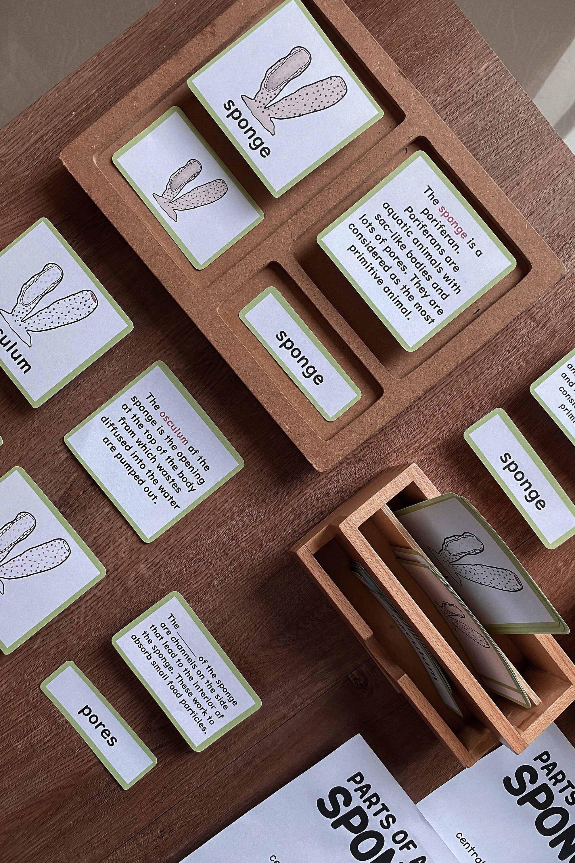 PORIFERANS Zoology Invertebrates Study Parts of Sponge Montessori ...