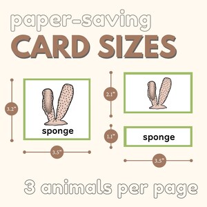 PORIFERANS Zoology Invertebrates Study Parts of Sponge Montessori ...