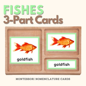 FISH Zoology Unit Study Parts of Fishes Montessori Nomenclature 5-part ...