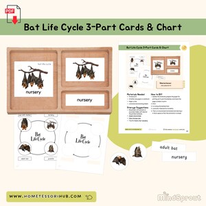 Bat Life Cycle 3-part Cards & Chart Zoology Montessori Printable ...