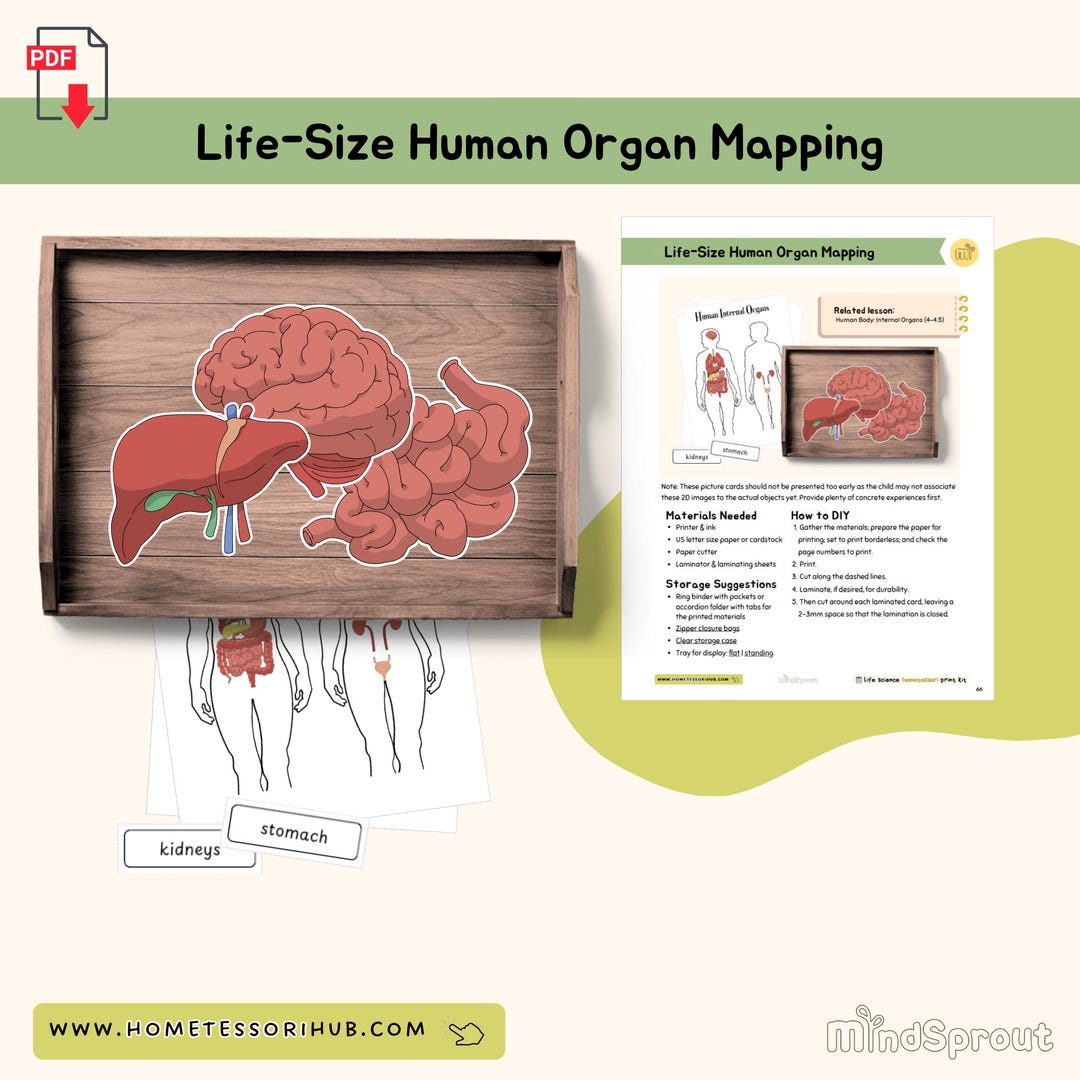 Life-size Human Organ Mapping Zoology Montessori Printable Material - Etsy