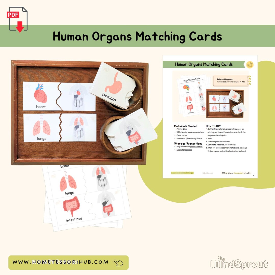 Human Organs Matching Cards Zoology Montessori Printable Material - Etsy