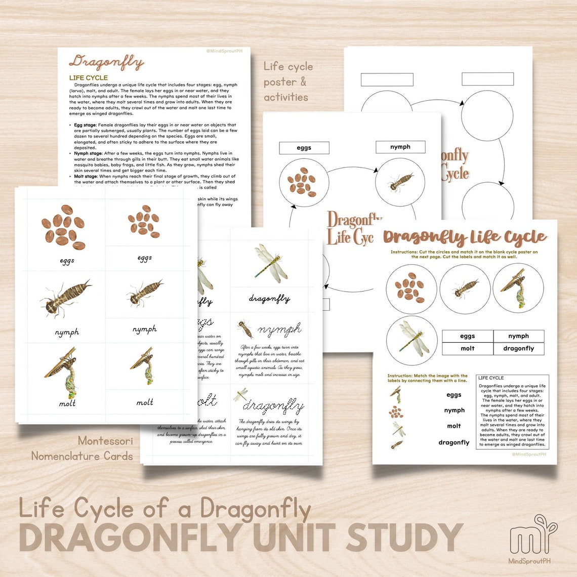 DRAGONFLY Unit Study Bundle Preschool Activities Life Cycle of ...