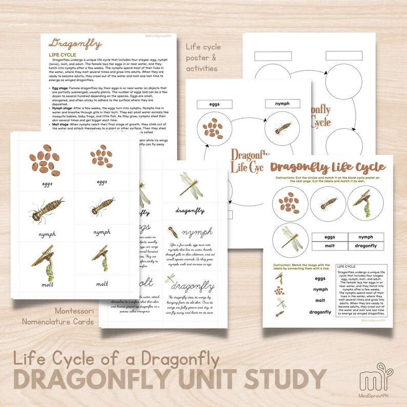DRAGONFLY Unit Study Bundle Preschool Activities Life Cycle of ...