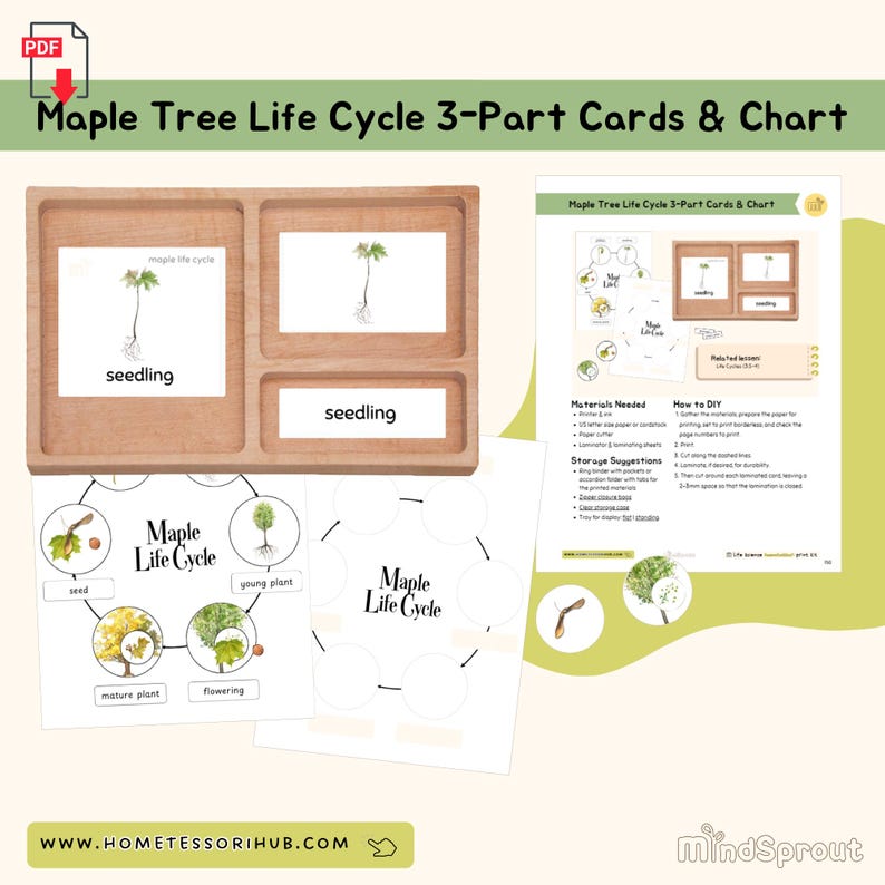 Maple Tree Life Cycle Cards & Chart Botany Montessori Printable ...