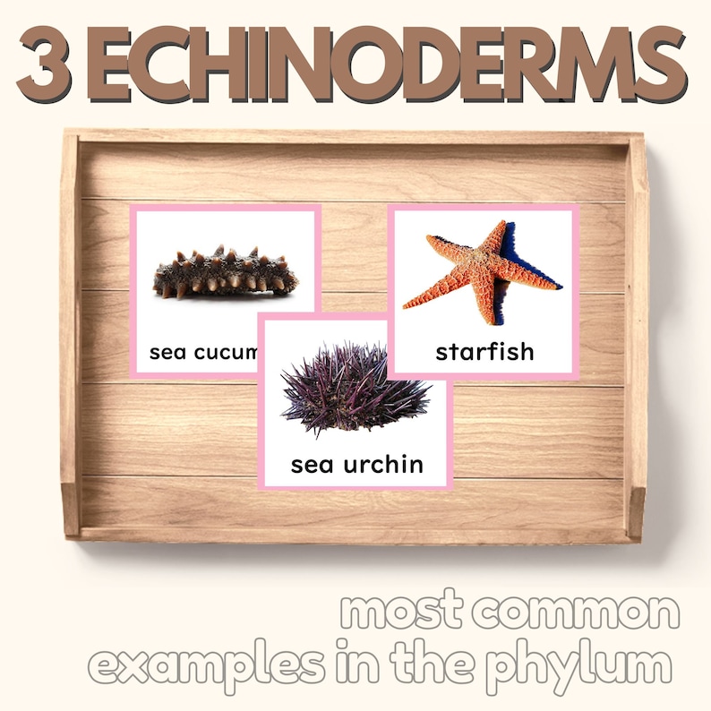 ECHINODERMS Zoology Invertebrates Study Parts of Starfish Montessori ...
