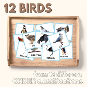 BIRDS Zoology Unit Study Parts of Birds Montessori Nomenclature 5-part ...