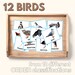 BIRDS Zoology Unit Study Parts of Birds Montessori Nomenclature 5-part ...