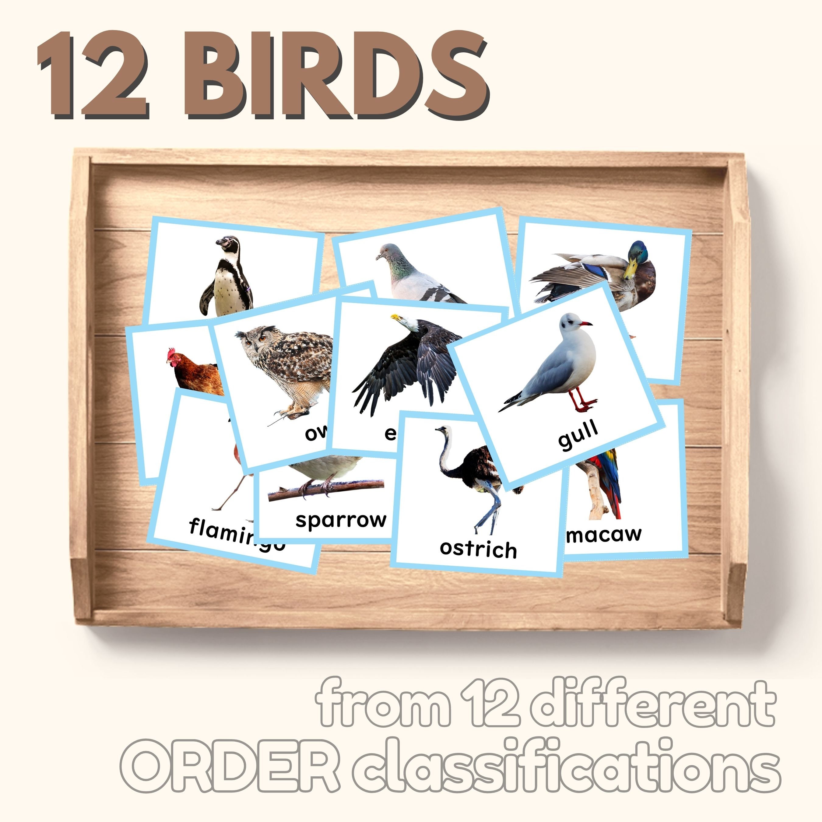 BIRDS Zoology Unit Study Parts of Birds Montessori Nomenclature 5-part ...