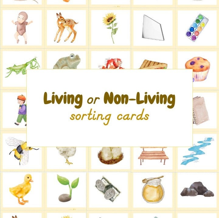 LIVING and Non-living Sorting Cards Montessori Activity Preschool ...