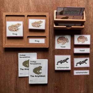 AMPHIBIANS Zoology Unit Study Parts Frog Montessori Nomenclature 5-part ...