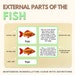 FISH Zoology Unit Study Parts of Fishes Montessori - Etsy