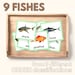 FISH Zoology Unit Study Parts of Fishes Montessori Nomenclature 5-part ...