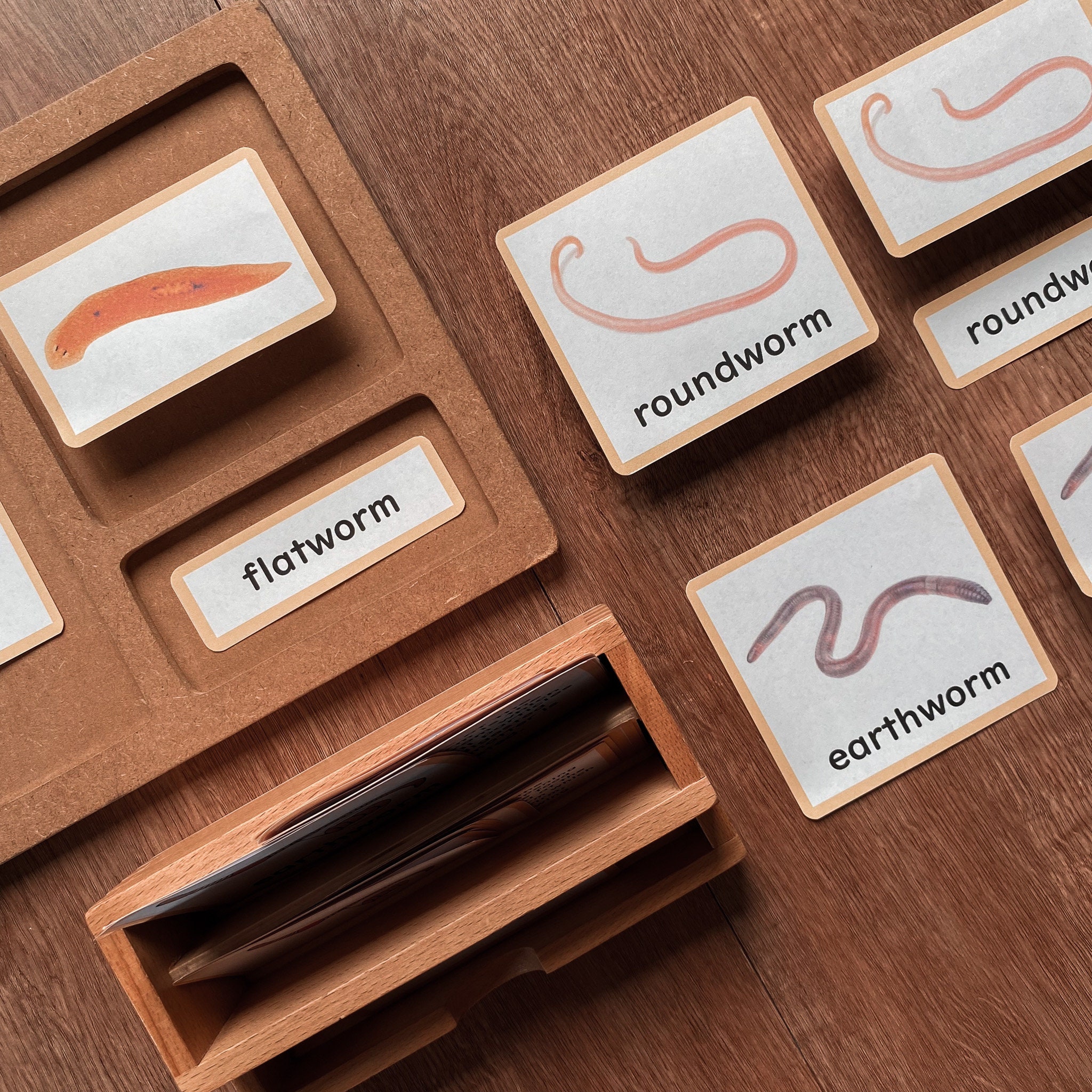 WORMS Three Part Card Montessori Nomenclature 3-part Classified Card ...