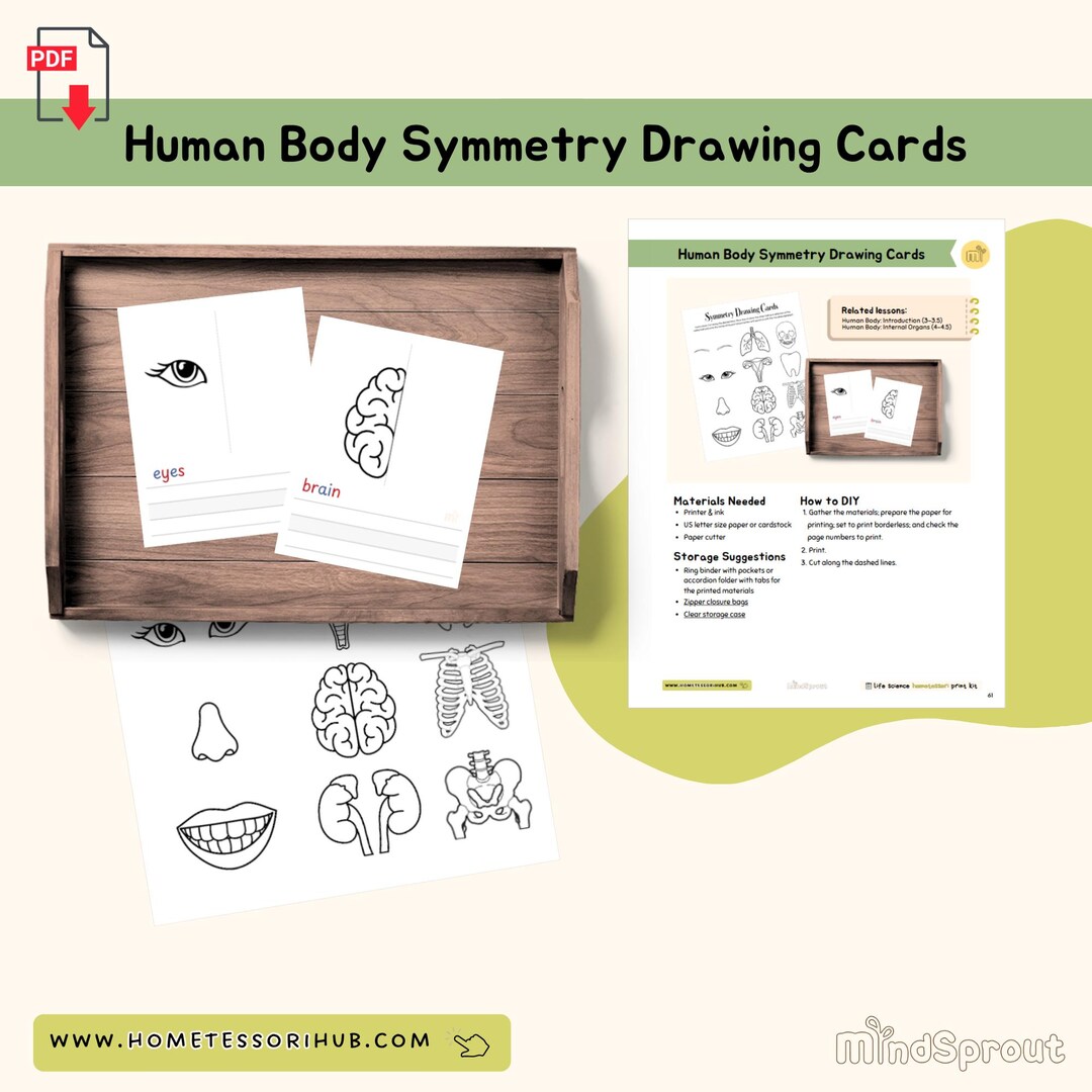Human Body Symmetry Drawing Cards Zoology Montessori Printable Material ...