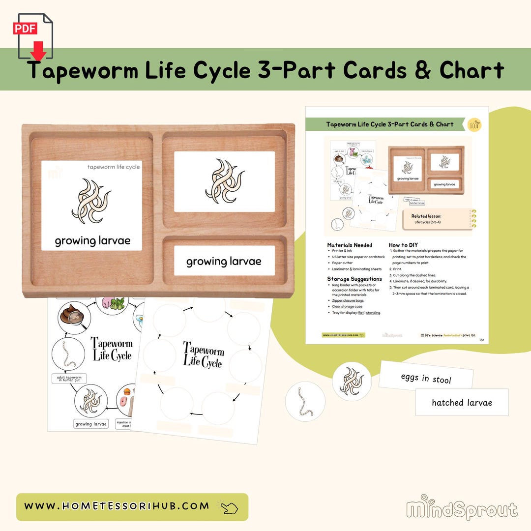 Tapeworm Life Cycle 3-part Cards and Chart Zoology Montessori Printable ...