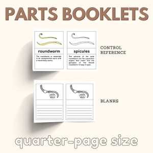 WORMS Zoology Unit Study Parts of Earthworm Flatworm Roundworm ...