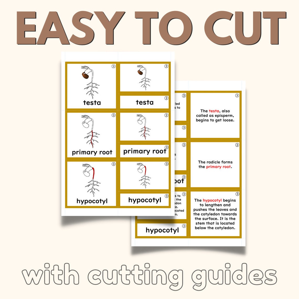 Plant LIFE CYCLE Part of Plant Montessori Botany Unit Study 5-part Card ...