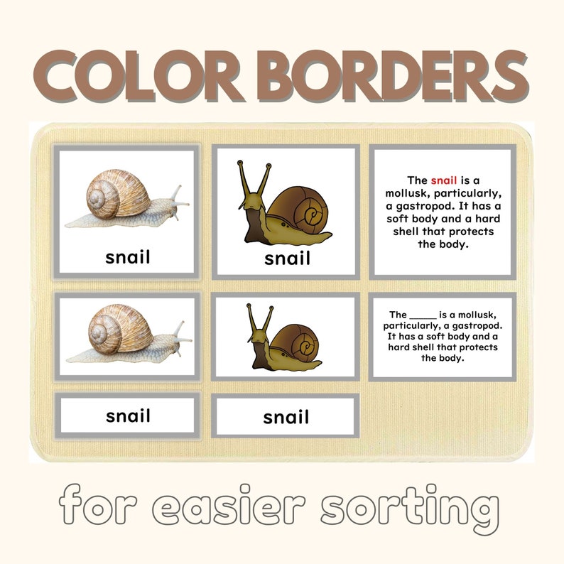 MOLLUSK Three Part Card Montessori Nomenclature 3-part Classified Card ...