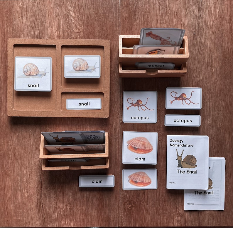 MOLLUSKS Zoology Unit Study Parts of Snail Montessori Nomenclature 5 ...