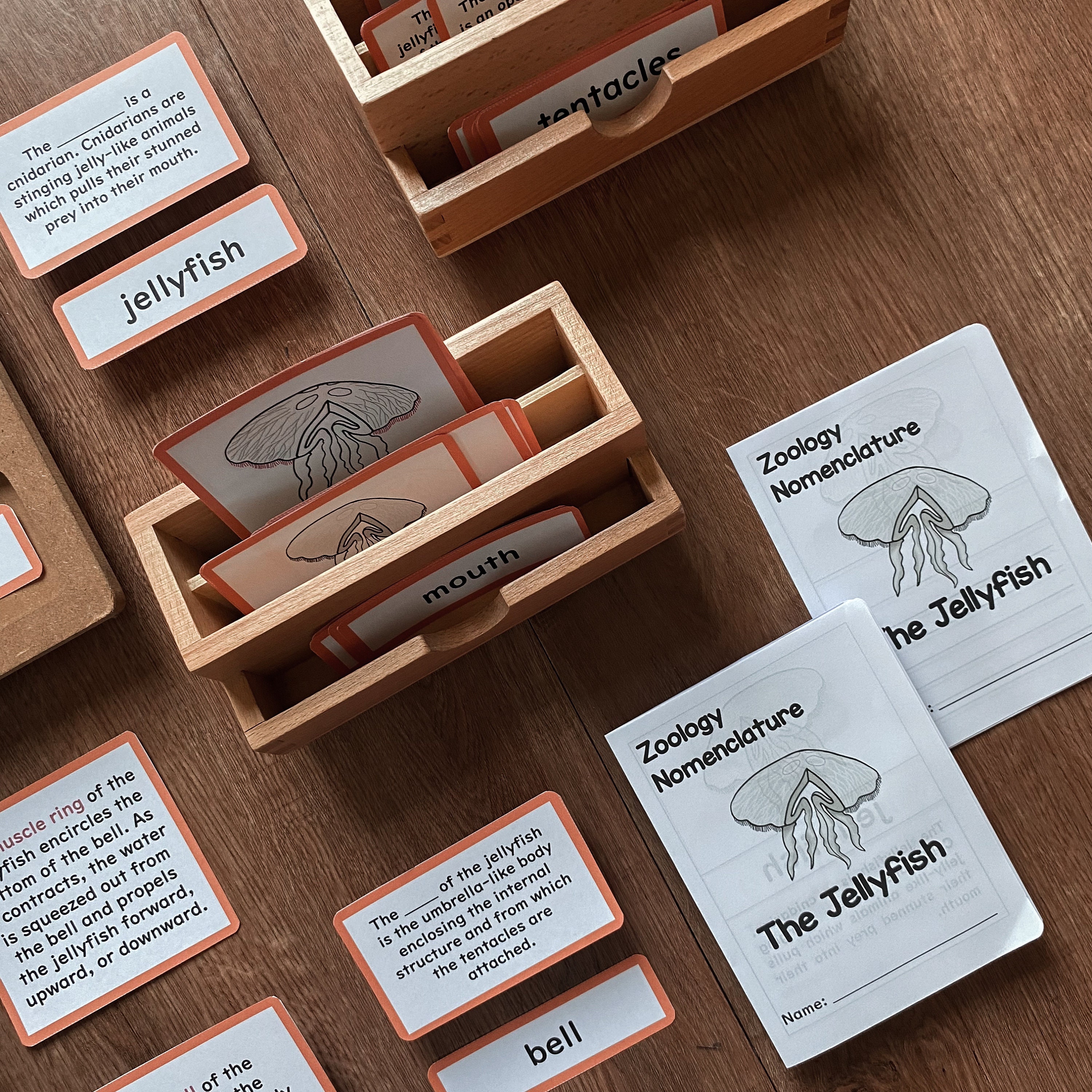 Parts of JELLYFISH Montessori Zoology Cnidarians Invertebrates Unit ...