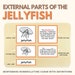 Parts of JELLYFISH Montessori Zoology Cnidarians Invertebrates Unit ...