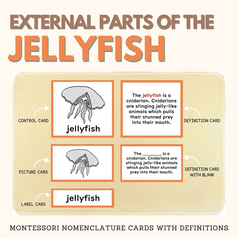 Parts of JELLYFISH Montessori Zoology Cnidarians Invertebrates Unit ...