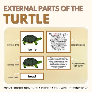 REPTILES Zoology Unit Study Parts Turtle Montessori Nomenclature 5-part ...