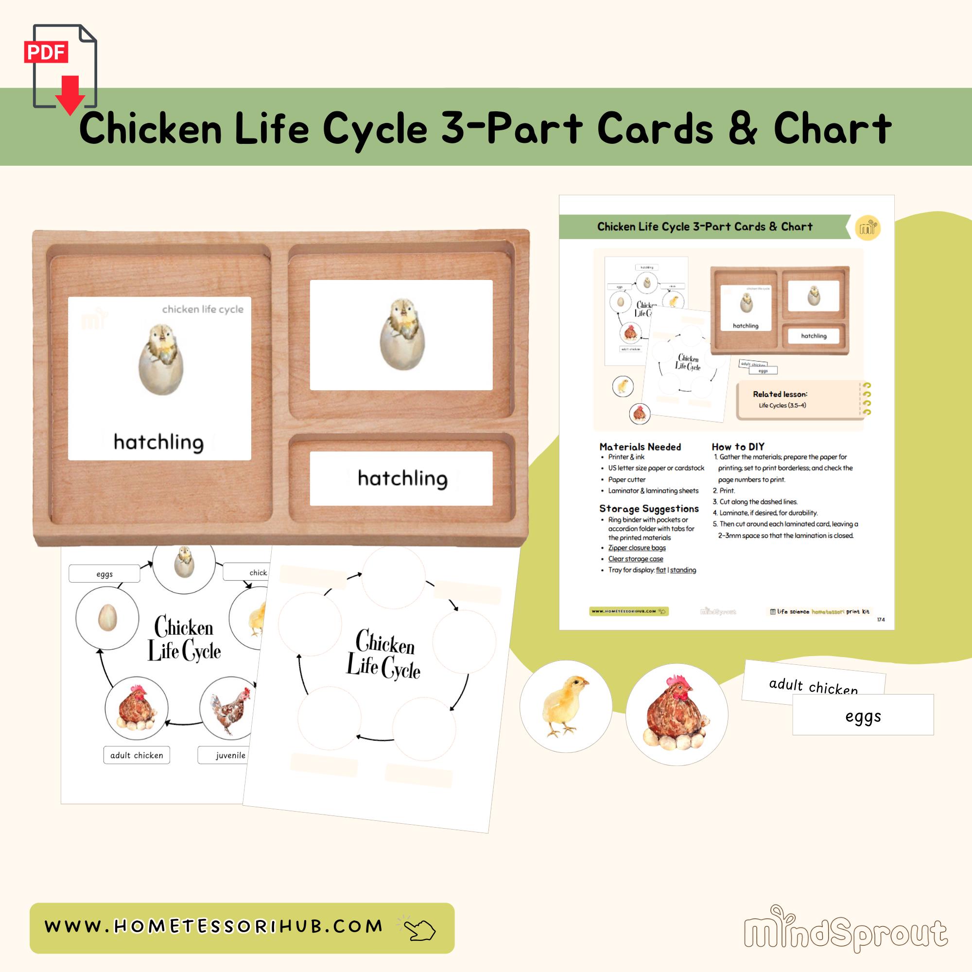 Chicken Life Cycle 3-part Cards & Chart Zoology Montessori Printable ...