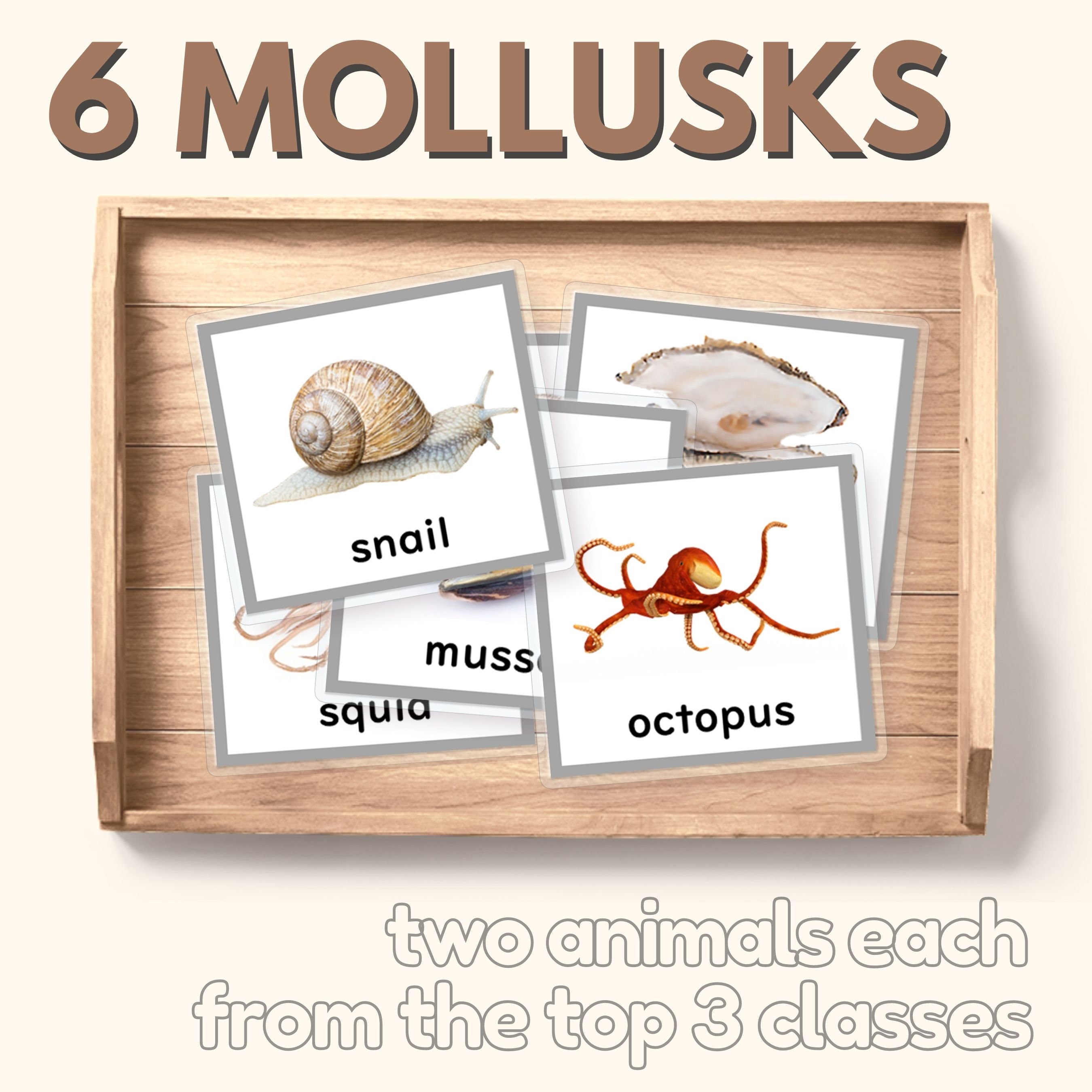 MOLLUSKS Zoology Unit Study Parts of Snail Montessori Nomenclature 5 ...
