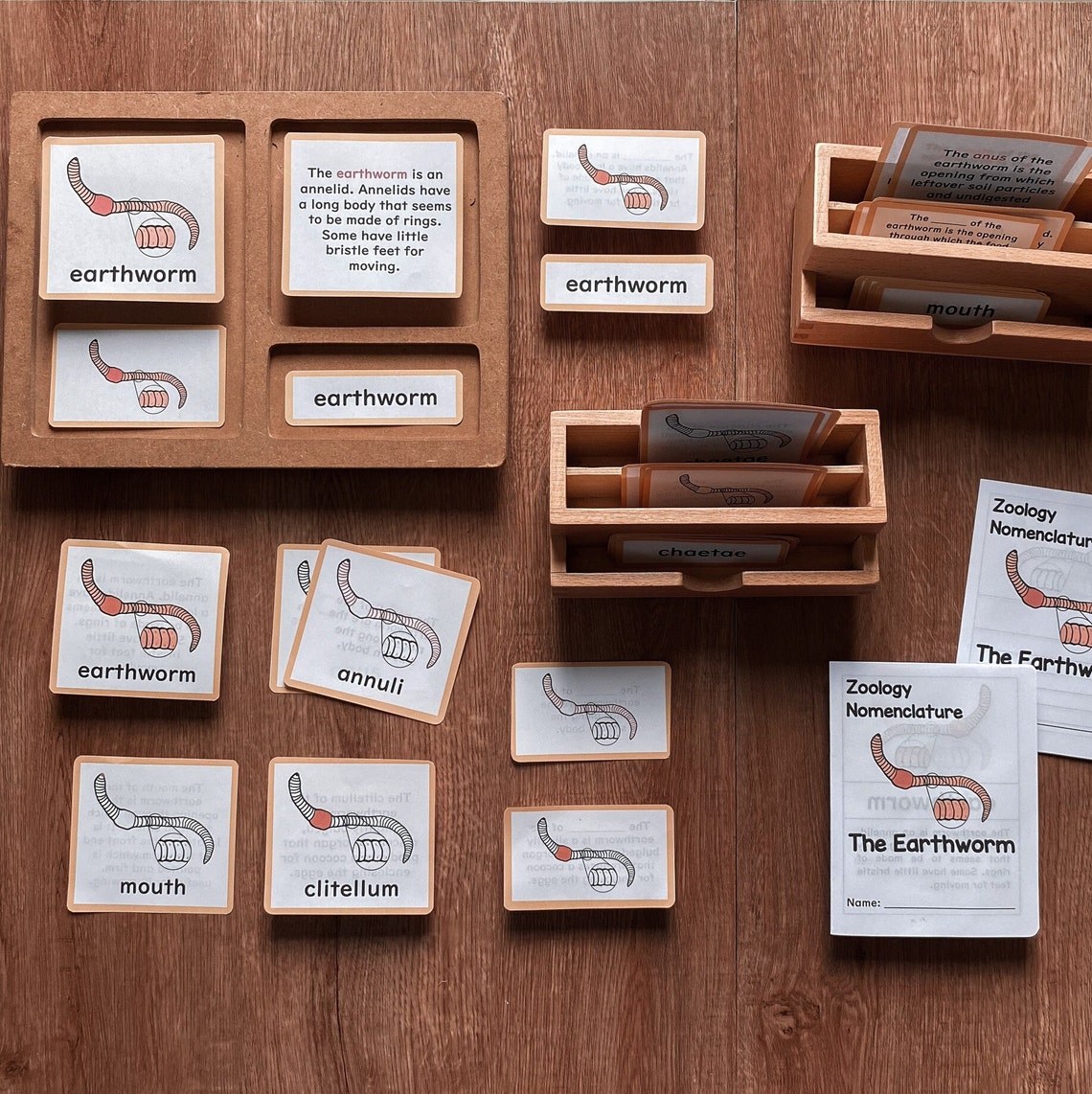 WORMS Zoology Unit Study Parts of Earthworm Flatworm Roundworm ...