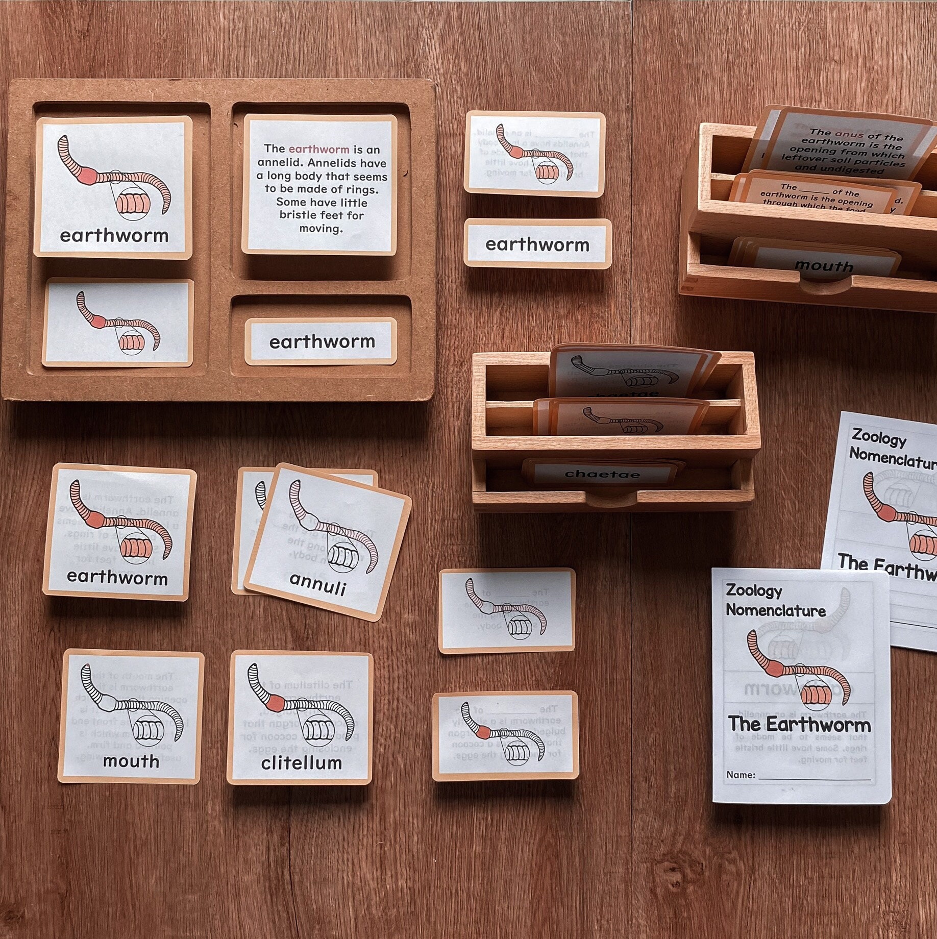 WORMS Zoology Unit Study Parts of Earthworm Flatworm Roundworm ...