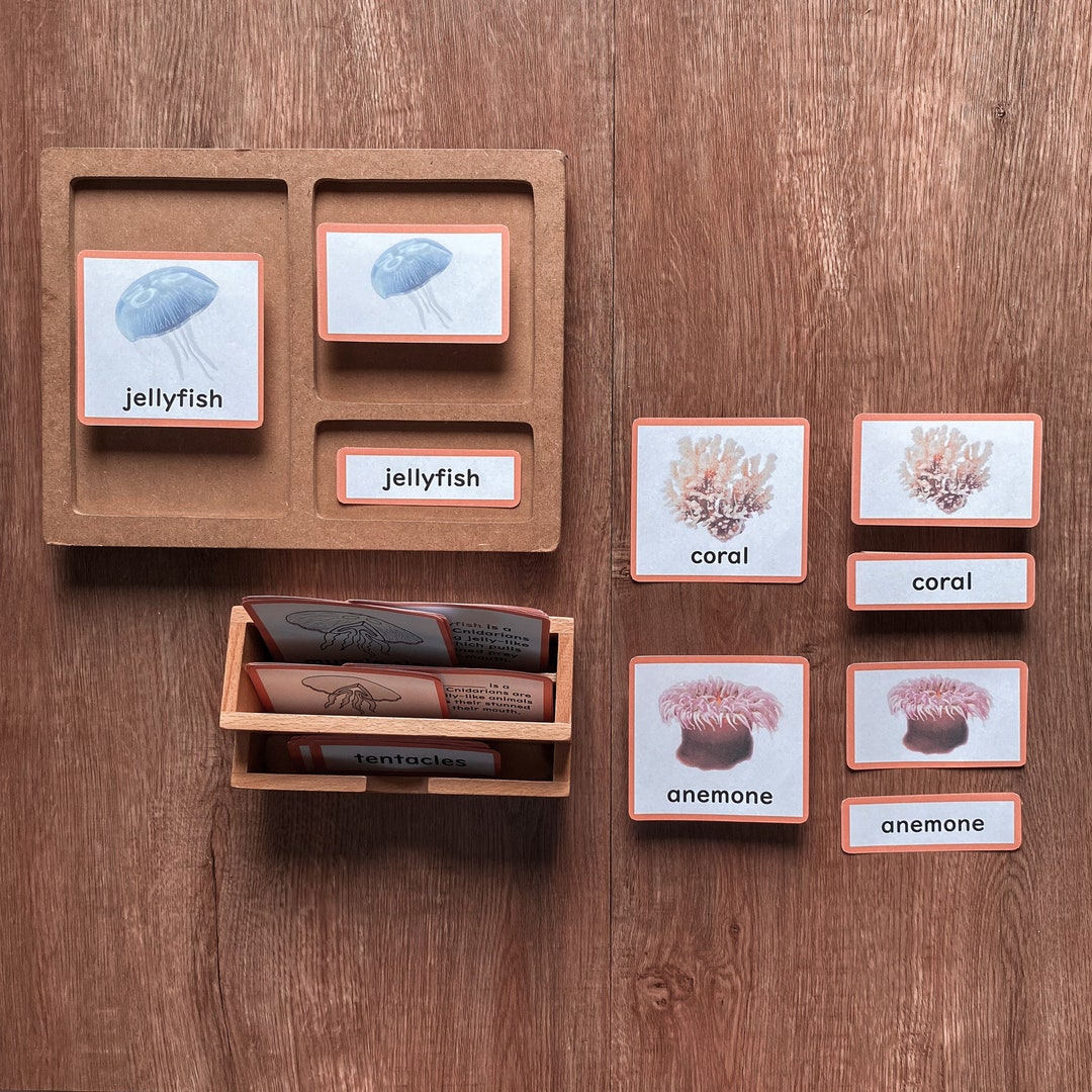 CNIDARIAN Three Part Cards Montessori Nomenclature 3-part Classified ...