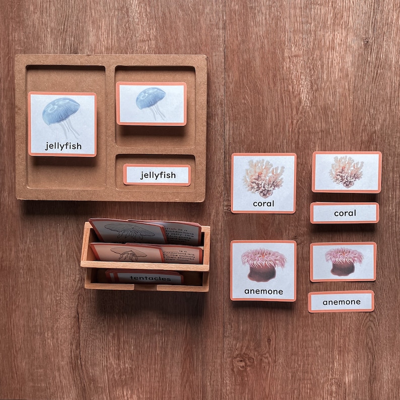 CNIDARIAN Three Part Cards Montessori Nomenclature 3-part Classified ...