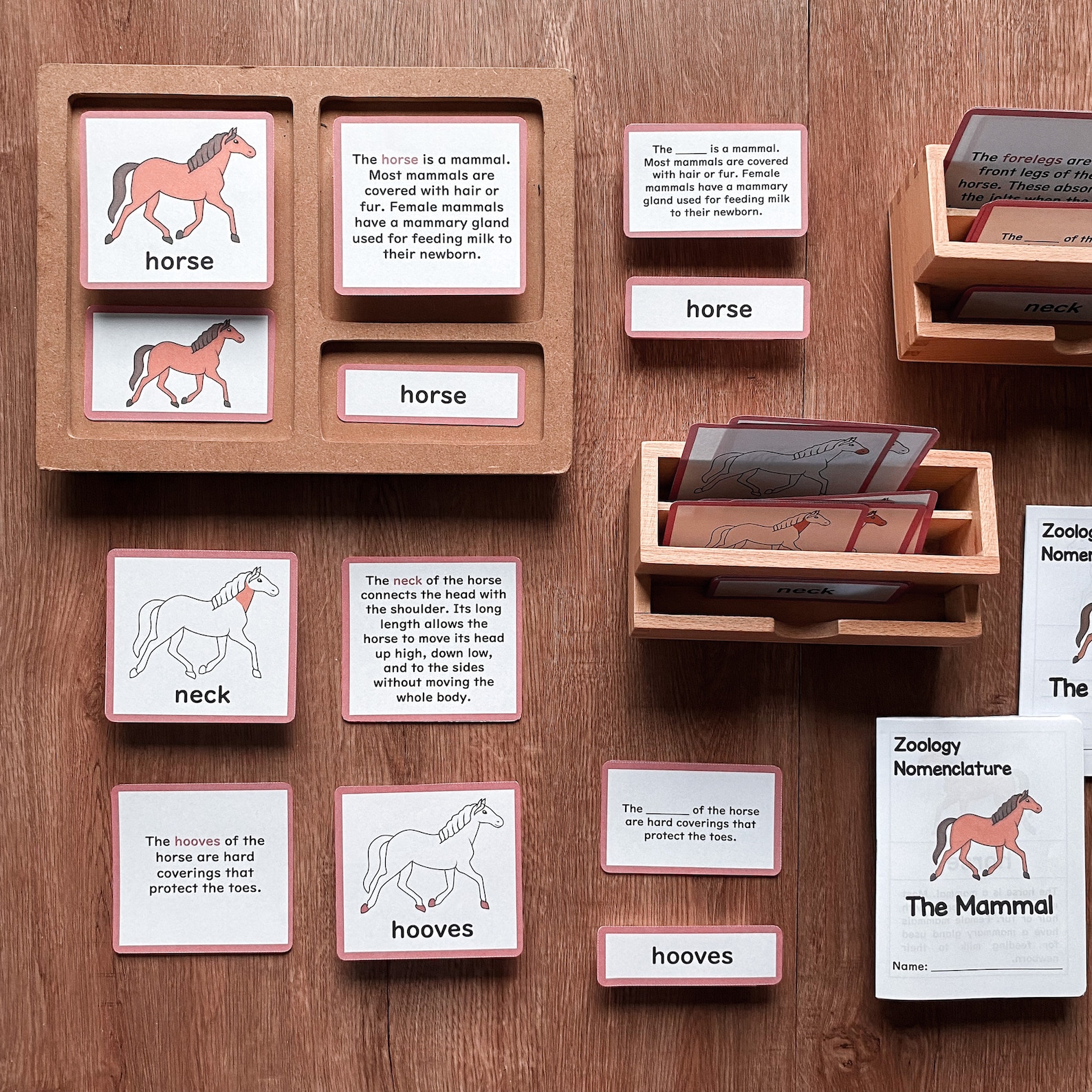MAMMALS Zoology Unit Study Parts of Horse Montessori Nomenclature 5 ...