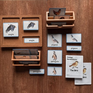 BIRDS Zoology Unit Study Parts of Birds Montessori Nomenclature 5-part ...