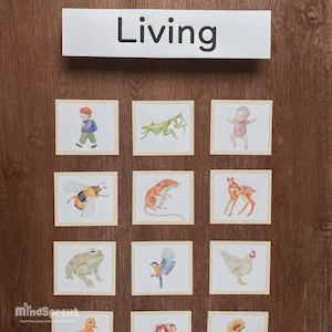 LIVING and Non-living Sorting Cards Montessori Activity Preschool ...
