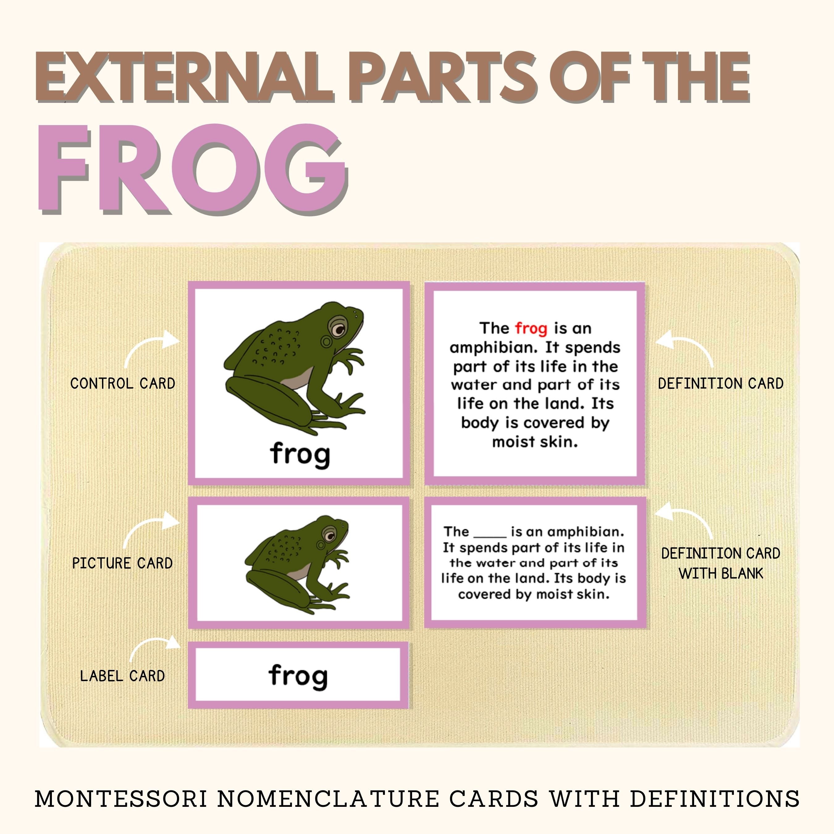 AMPHIBIANS Zoology Unit Study Parts Frog Montessori - Etsy