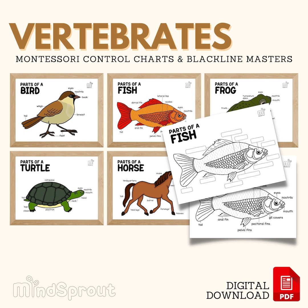 Montessori Zoology VERTEBRATES Montessori Control Chart Blackline ...