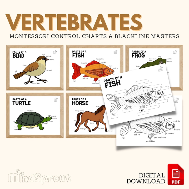 Montessori Zoology VERTEBRATES Montessori Control Chart Blackline ...
