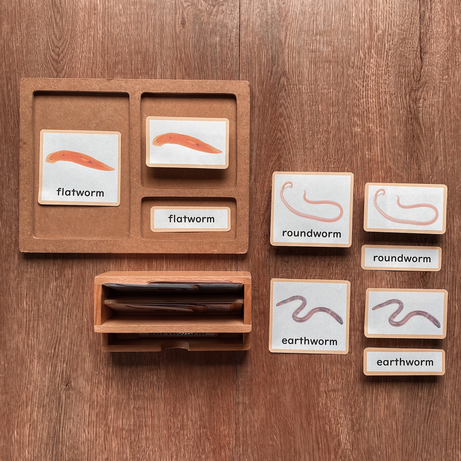 WORMS Three Part Card Montessori Nomenclature 3-part Classified Card ...