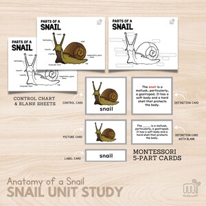 Snail Unit Study Fact File About Snail Research for Elementary Student ...