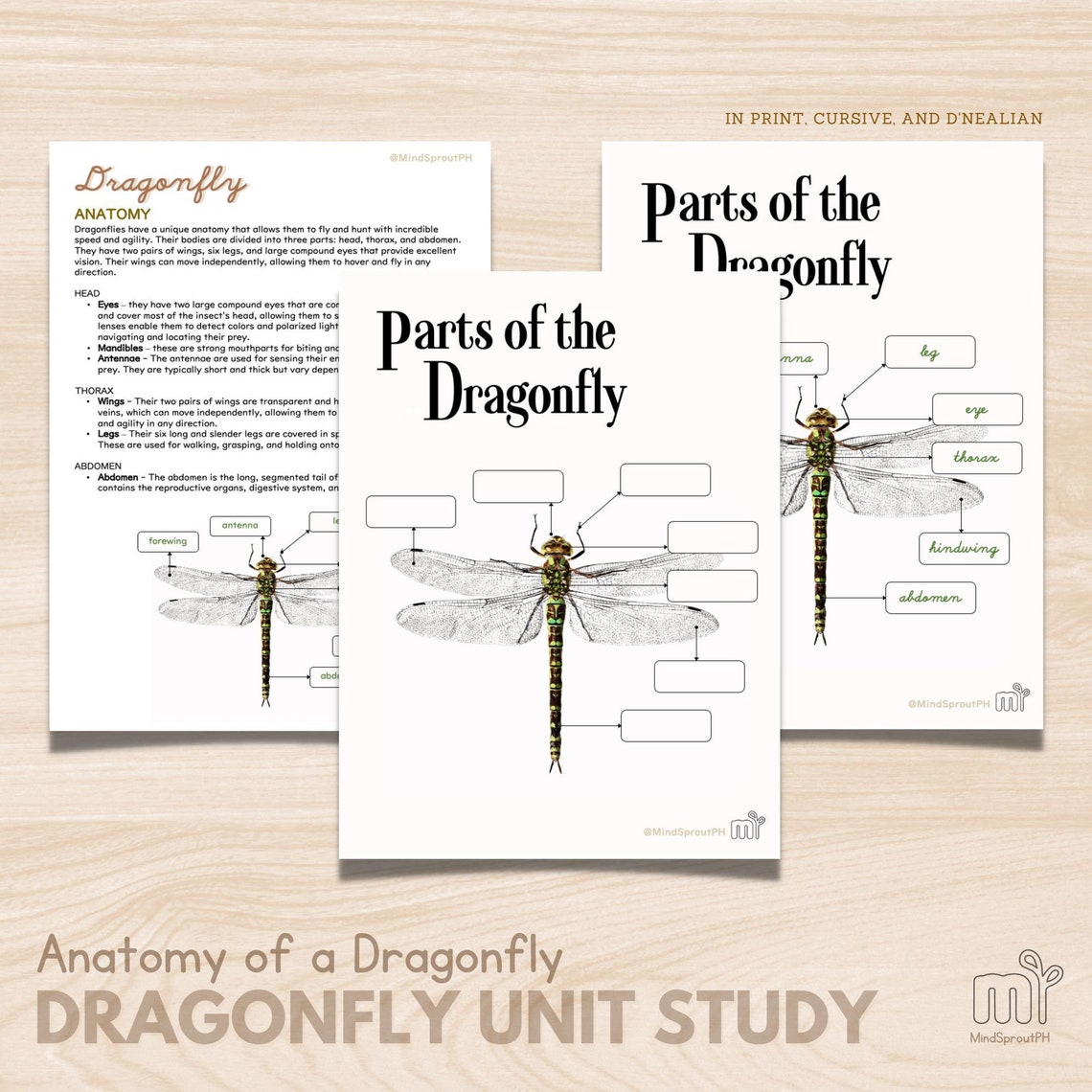 DRAGONFLY Unit Study Bundle Preschool Activities Life Cycle of ...