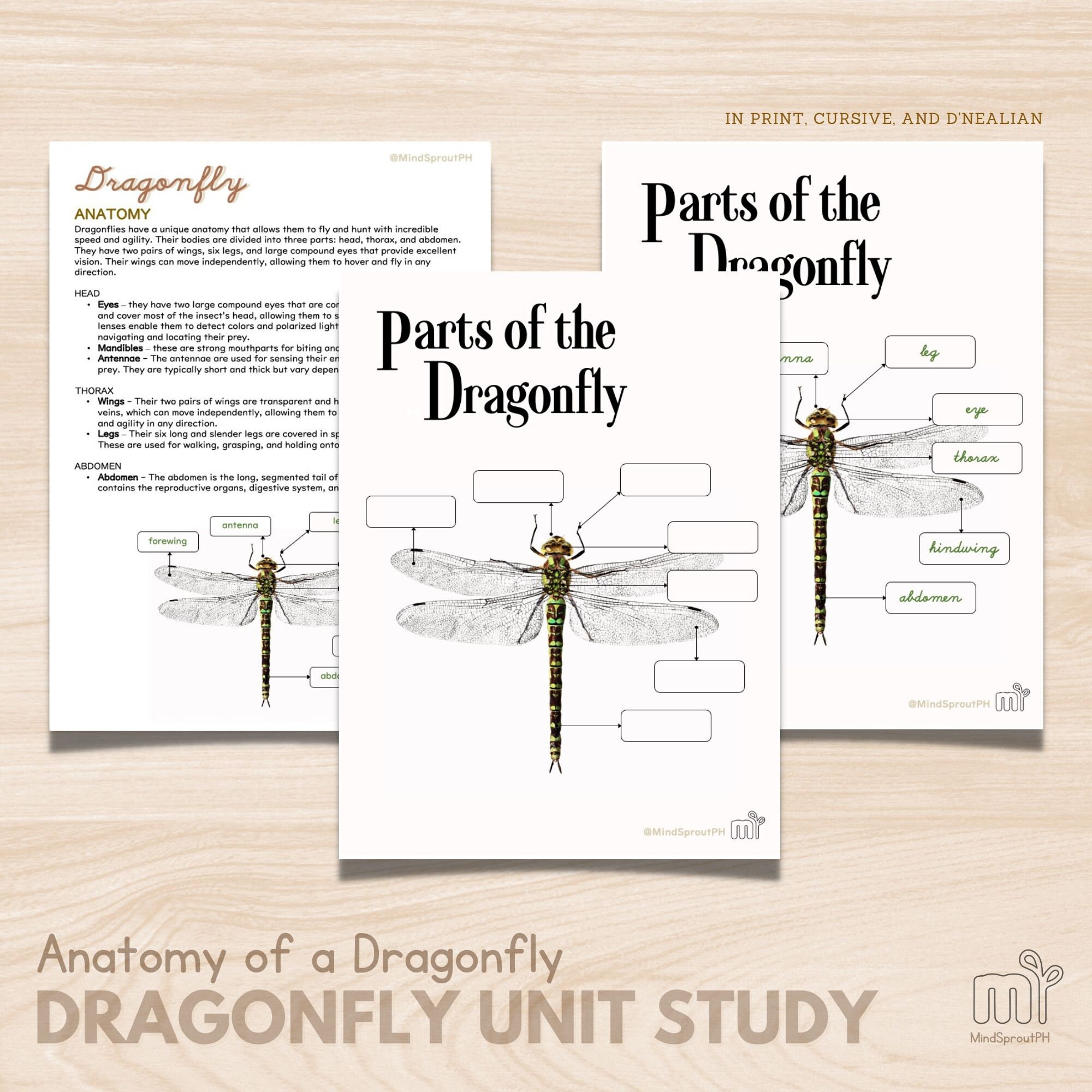 DRAGONFLY Unit Study Bundle Preschool Activities Life Cycle of ...
