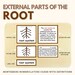 Parts of the ROOTS Montessori Botany Tree Root Unit Study 5-part Card ...